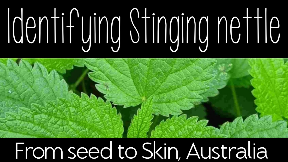 Stinging nettle - how to grow, harvest & Identify | Eco seed to skin ...