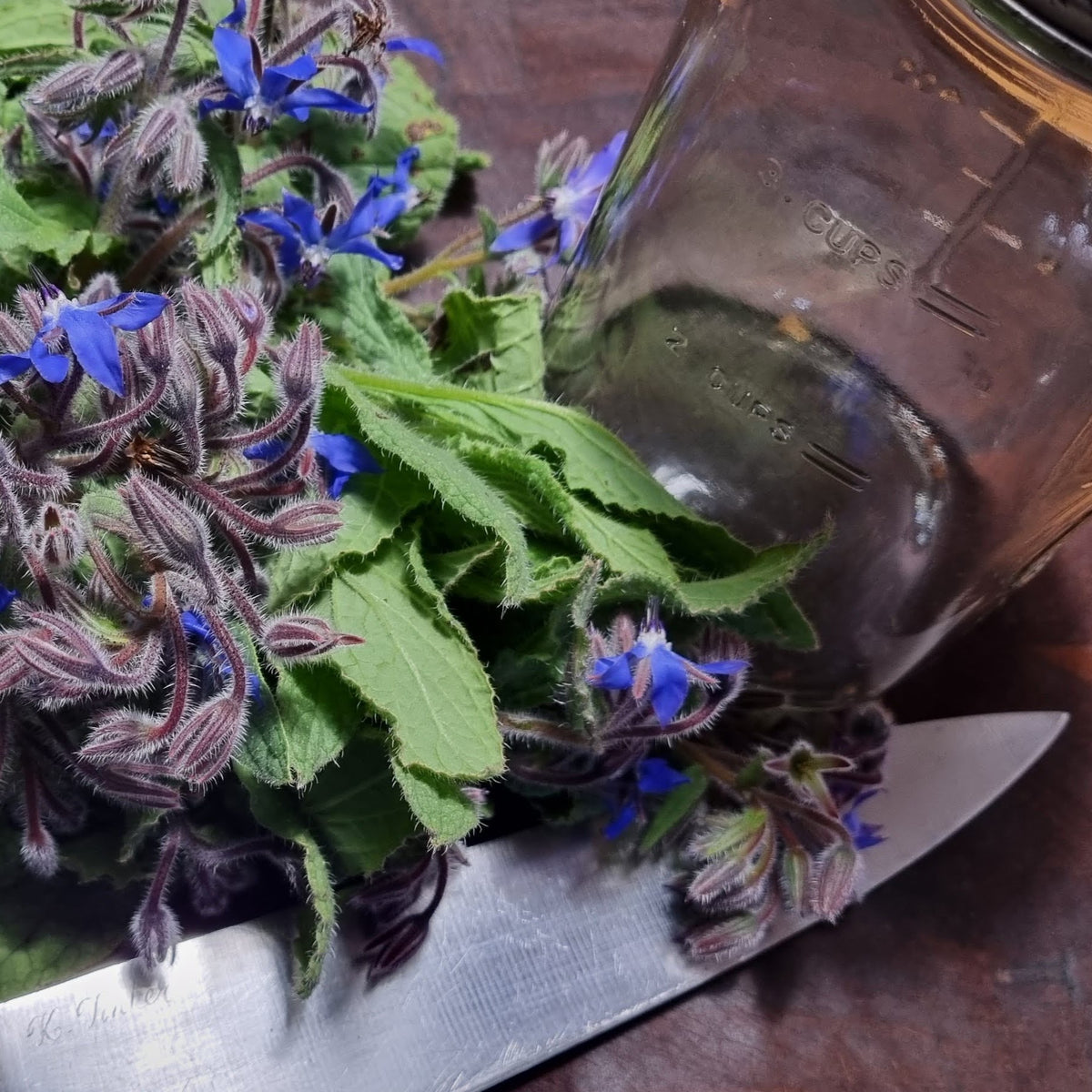 Borage Tincture | Eco seed to skin - by Saarinen Organics