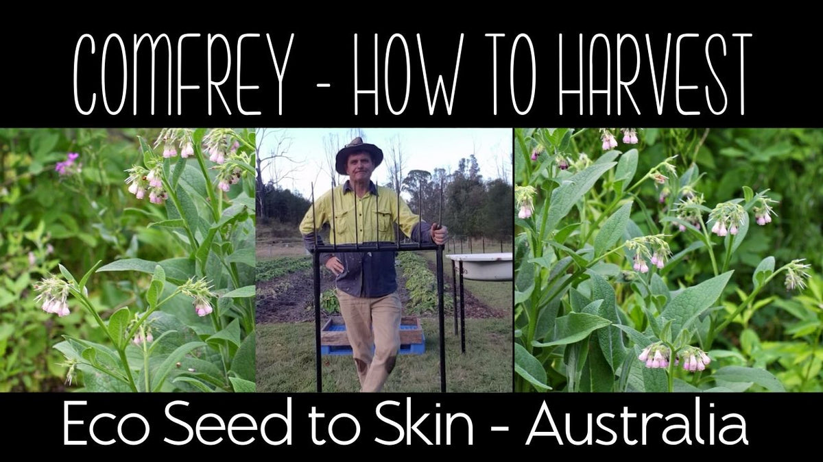 Comfrey how to harvest | Eco seed to skin - by Saarinen Organics